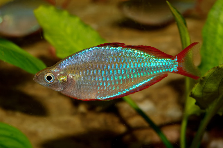 Melanotaenia praecox – Aquarium Neon