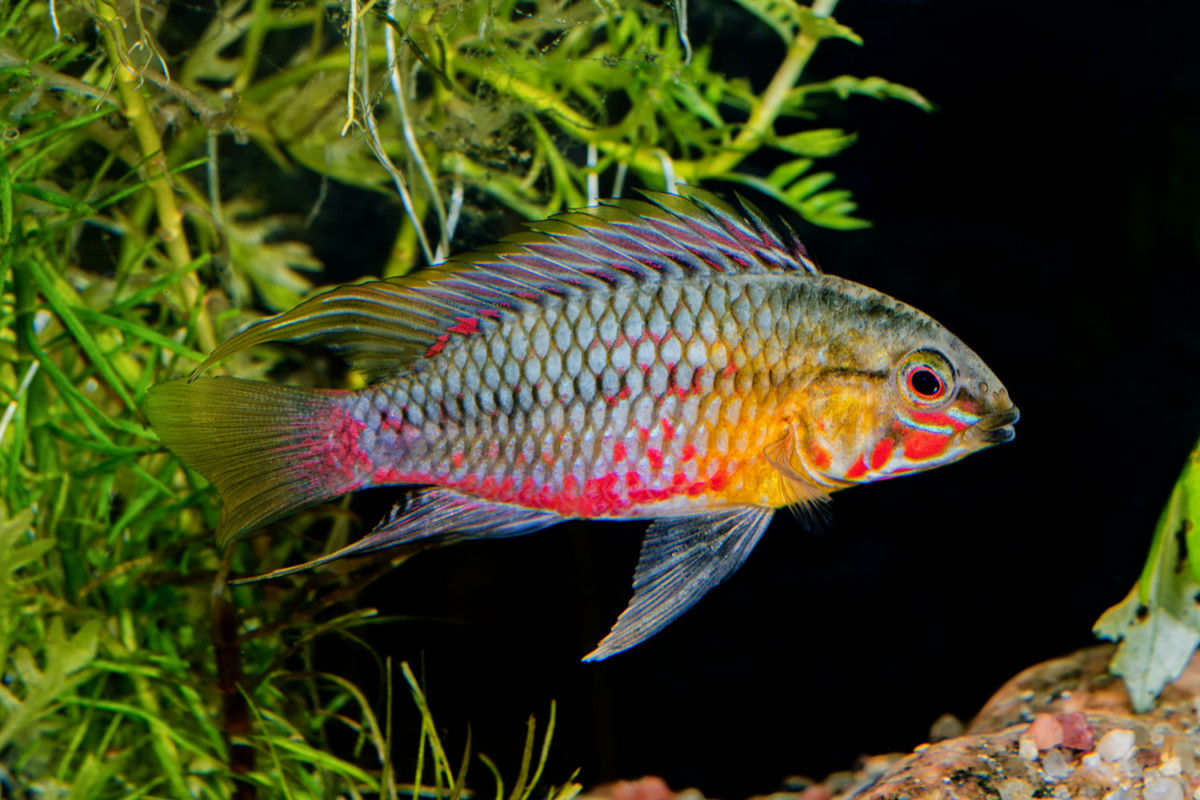 Apistogramma Hongsloi – Aquarium Neon