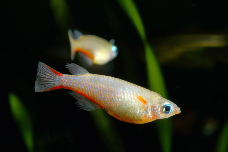 Oryzias Woworae – Aquarium Neon